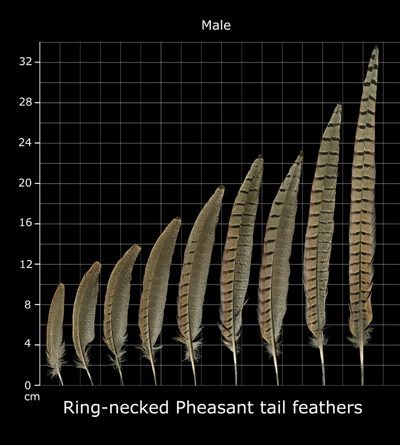 The Feather Atlas - Feather Identification and Scans - U.S. Fish and ...