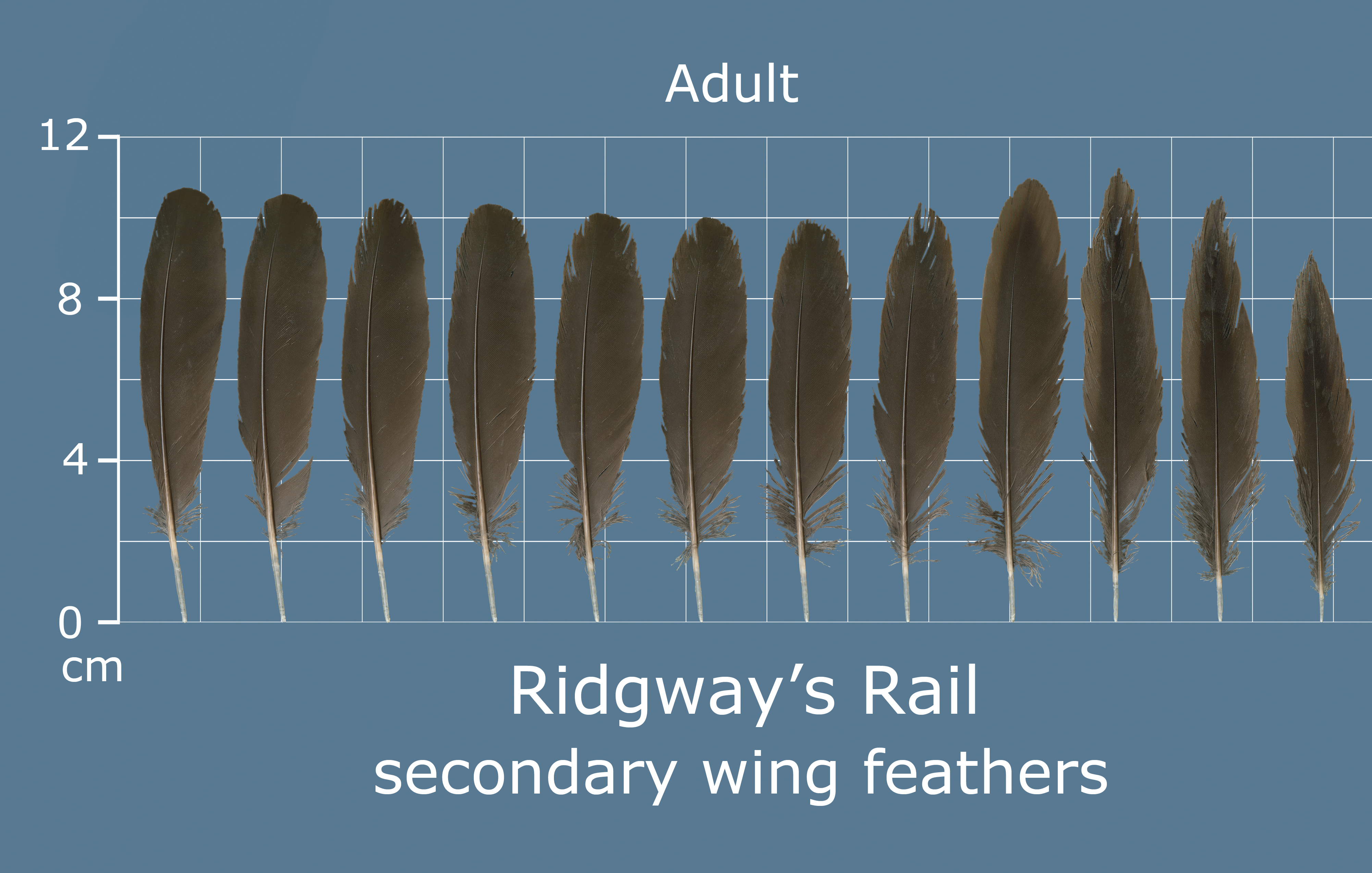 The Feather Atlas - Feather Identification and Scans - U.S. Fish and ...
