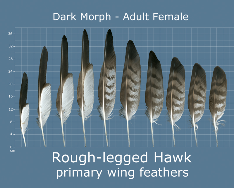 The Feather Atlas - Feather Identification and Scans - U.S. Fish and ...