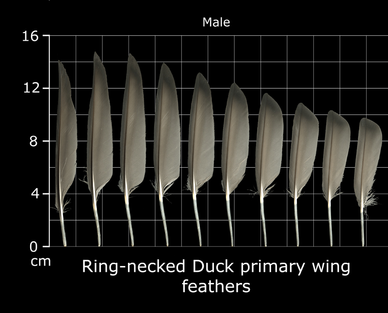 The Feather Atlas - Feather Identification and Scans - U.S. Fish and ...