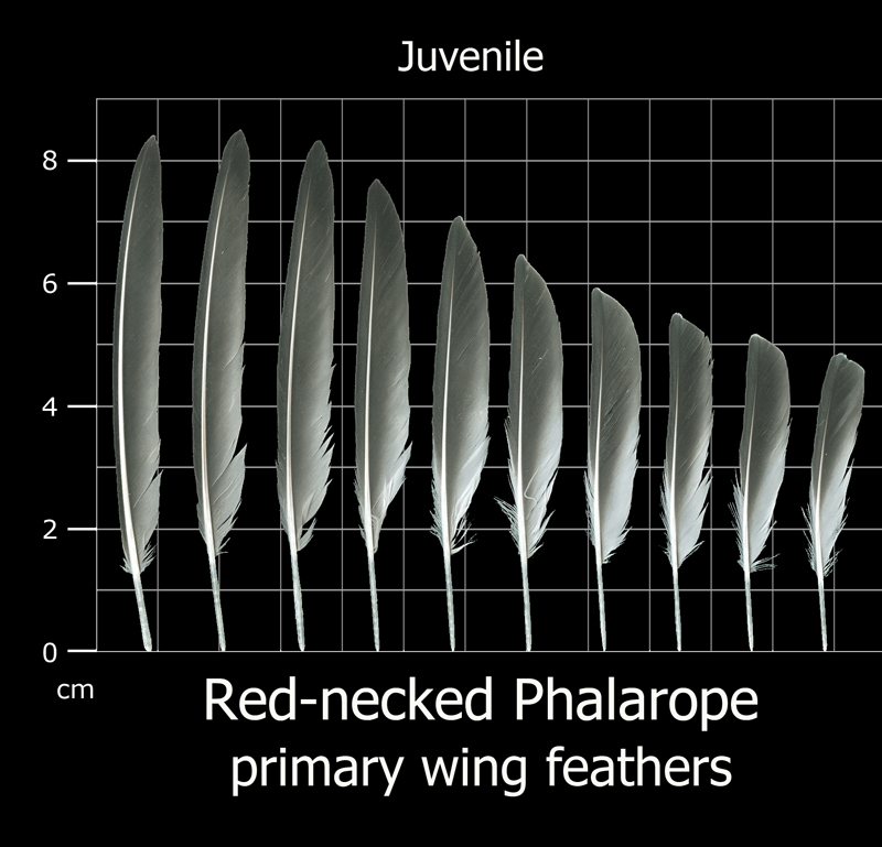 The Feather Atlas - Feather Identification and Scans - U.S. Fish and ...