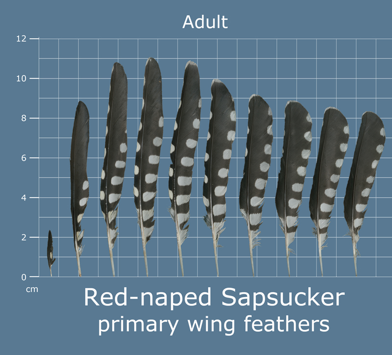 The Feather Atlas - Feather Identification and Scans - U.S. Fish and ...