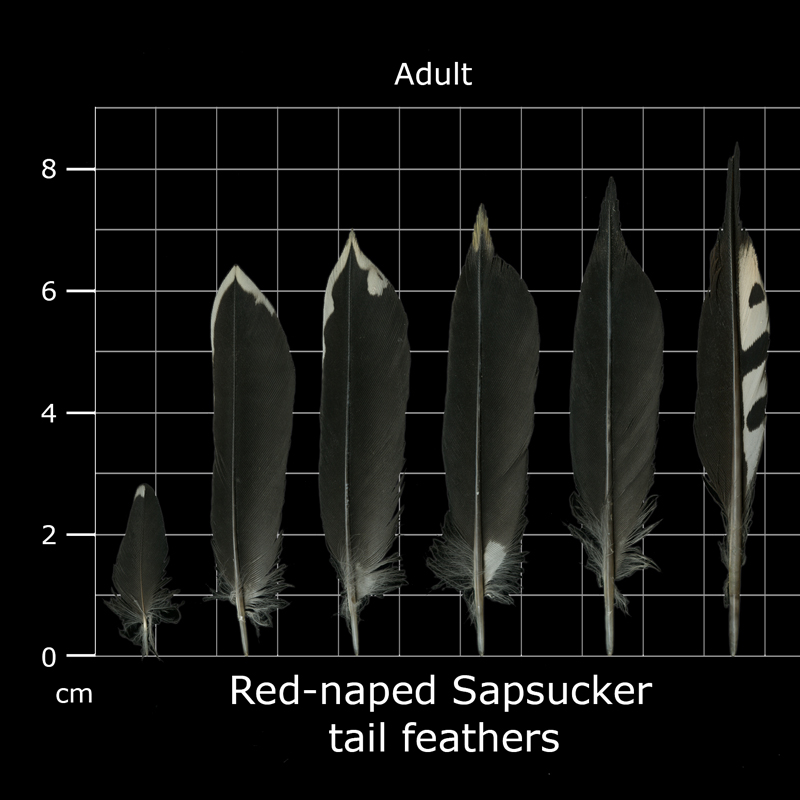The Feather Atlas - Feather Identification and Scans - U.S. Fish and ...