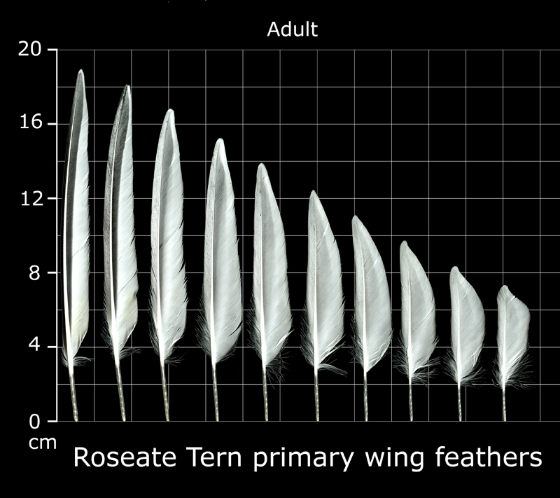 The Feather Atlas - Feather Identification and Scans - U.S. Fish and ...