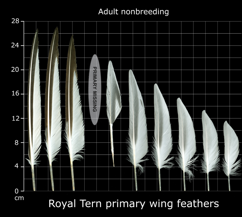 The Feather Atlas - Feather Identification and Scans - U.S. Fish and ...