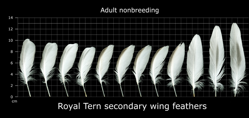 The Feather Atlas - Feather Identification and Scans - U.S. Fish and ...