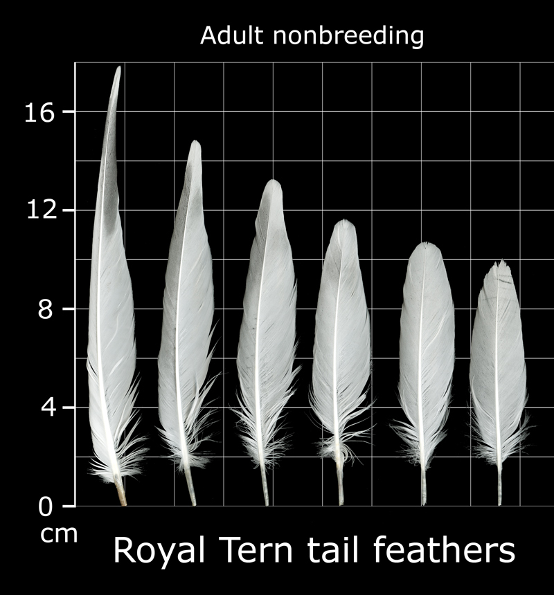 The Feather Atlas - Feather Identification and Scans - U.S. Fish and ...