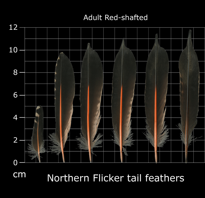 Northern Flicker Feather