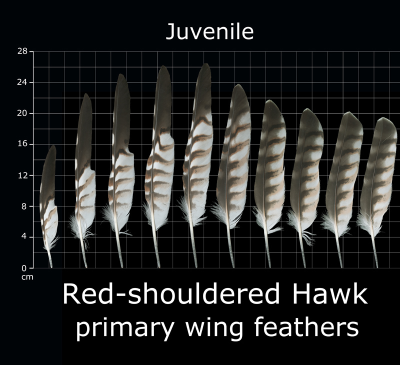 Red Shouldered Hawk Feather Identification