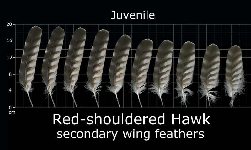 The Feather Atlas - Feather Identification and Scans - U.S. Fish and ...