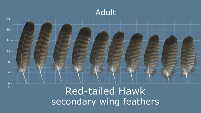 Red Tailed Hawk Feather Symbolism