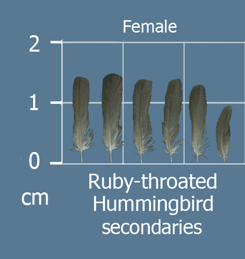 The Feather Atlas - Feather Identification and Scans - U.S. Fish and ...