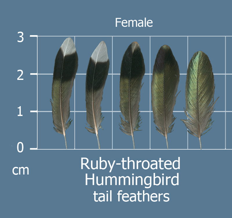 The Feather Atlas - Feather Identification and Scans - U.S. Fish and ...