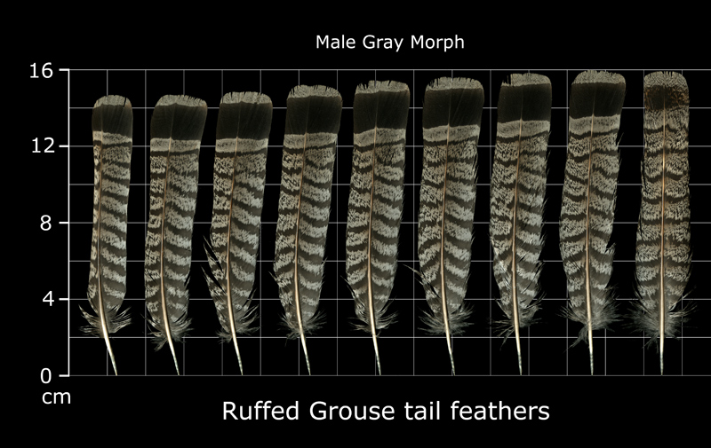 The Feather Atlas - Feather Identification and Scans - U.S. Fish and ...