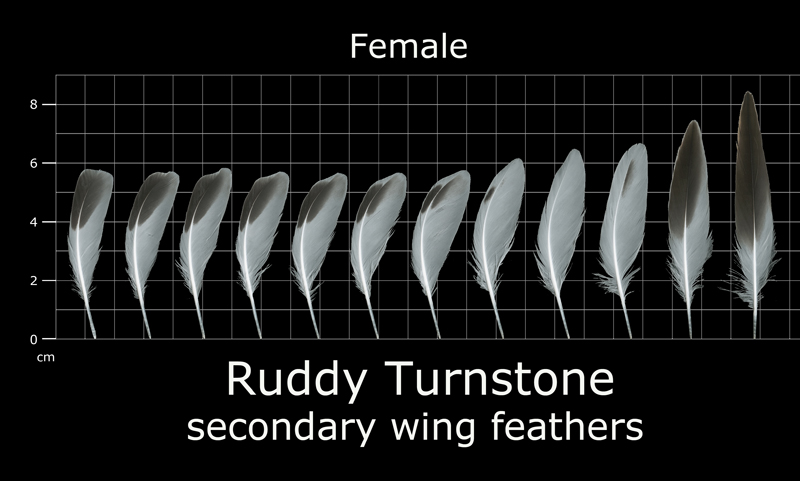 The Feather Atlas - Feather Identification and Scans - U.S. Fish and ...