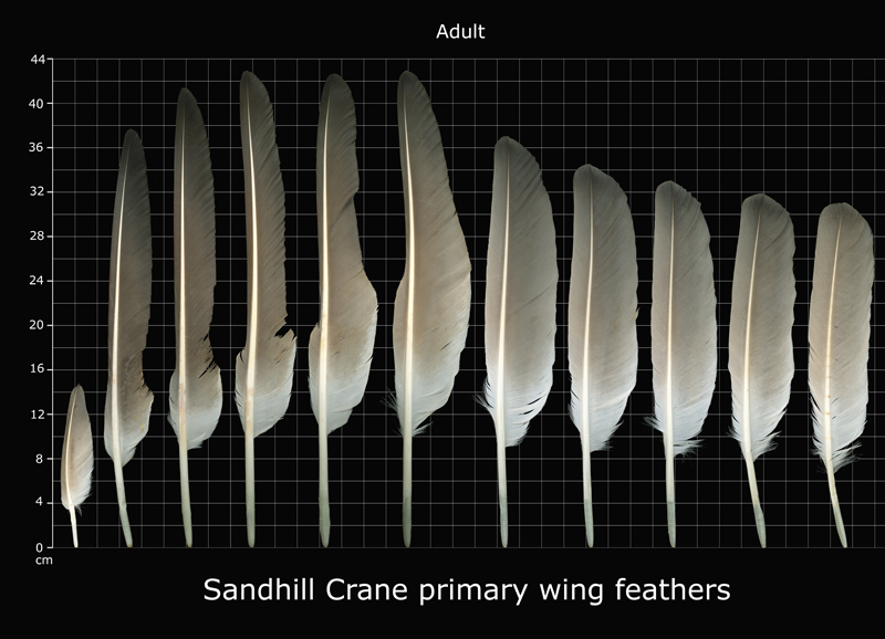 The Feather Atlas - Feather Identification and Scans - U.S. Fish and ...