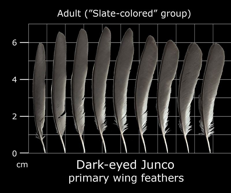 The Feather Atlas - Feather Identification and Scans - U.S. Fish and ...