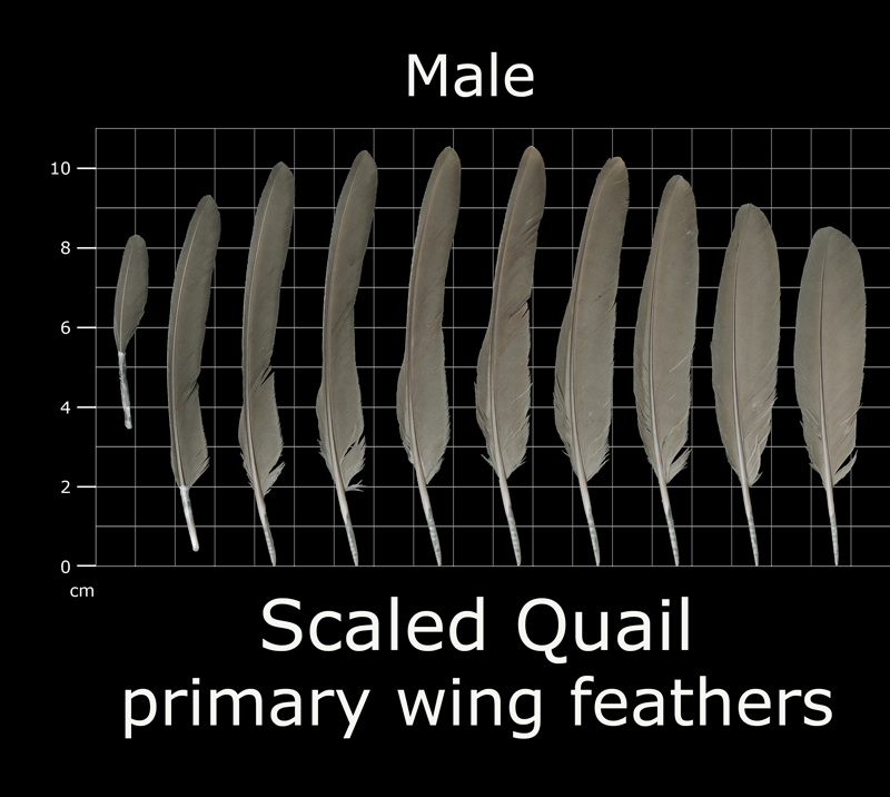 Scaled Quail Wing