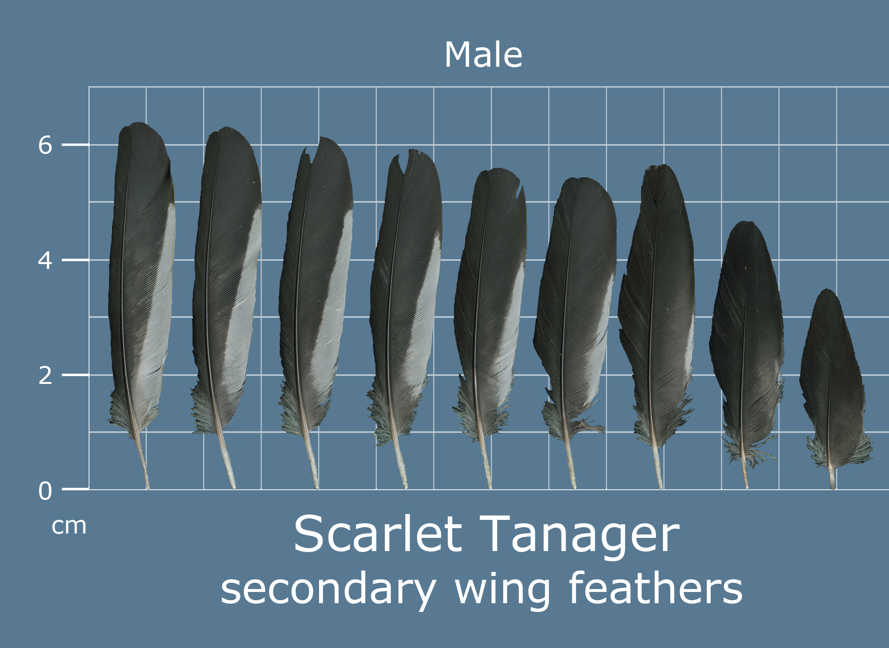 The Feather Atlas - Feather Identification and Scans - U.S. Fish and ...