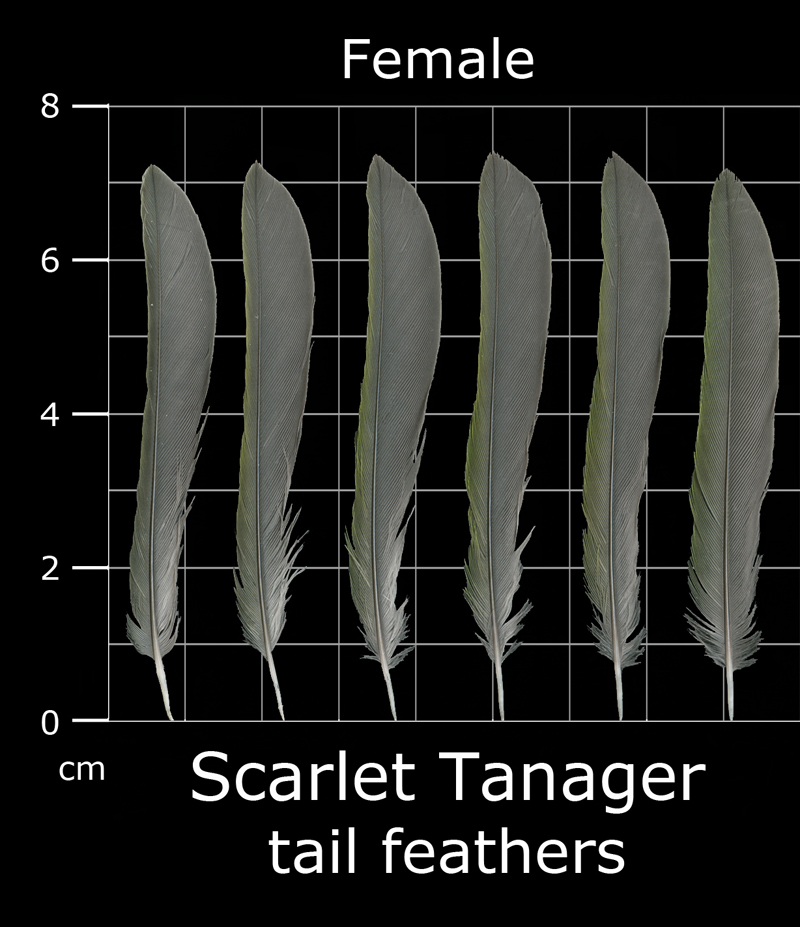 The Feather Atlas - Feather Identification and Scans - U.S. Fish and ...