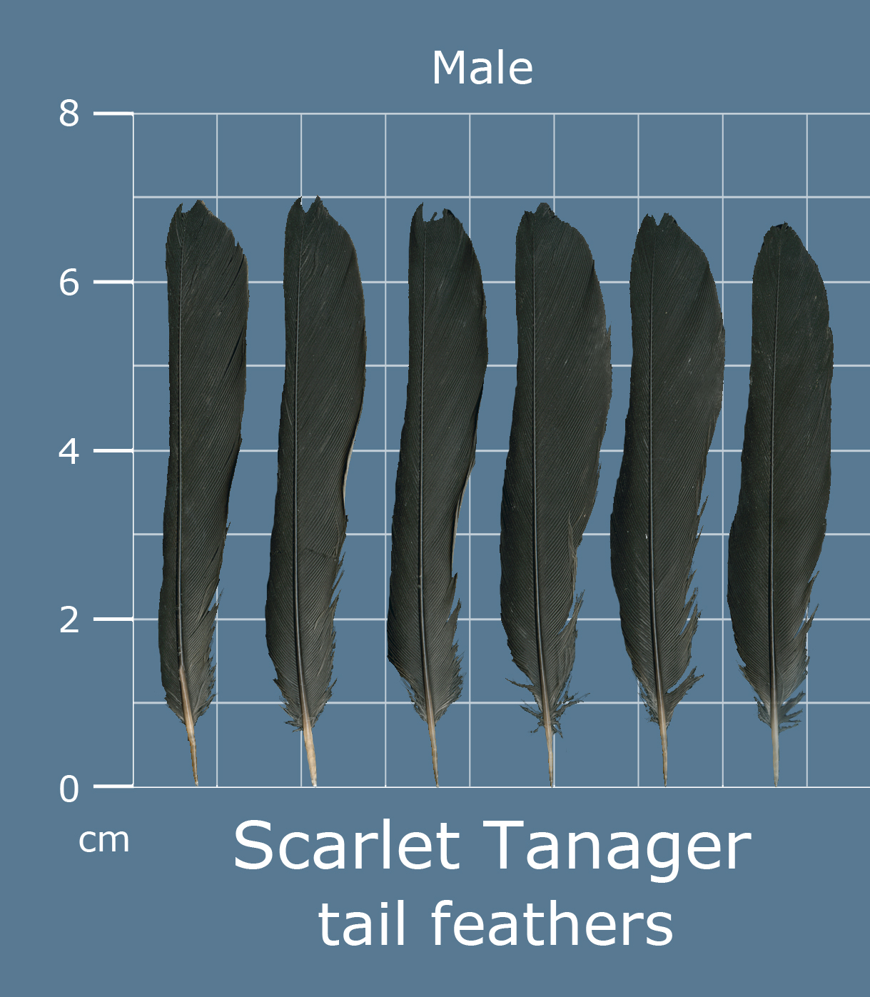 The Feather Atlas - Feather Identification and Scans - U.S. Fish and Wildlife Service Forensics ...