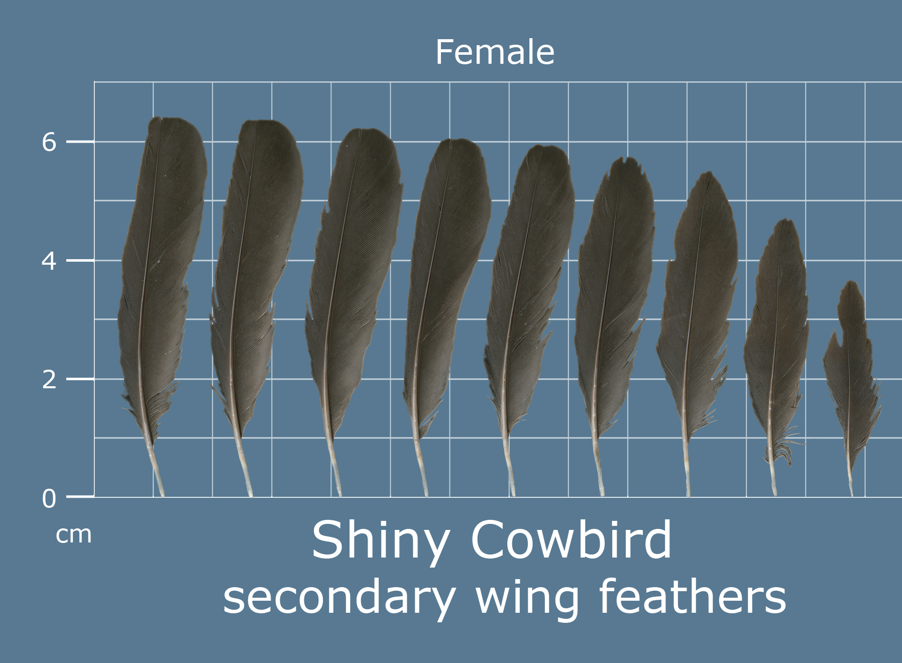 The Feather Atlas - Feather Identification and Scans - U.S. Fish and ...