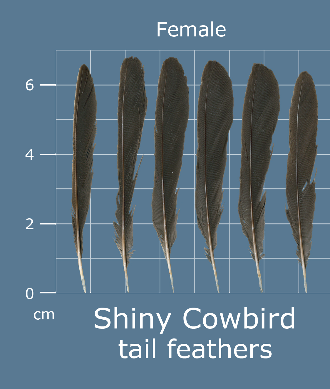 The Feather Atlas - Feather Identification and Scans - U.S. Fish and ...