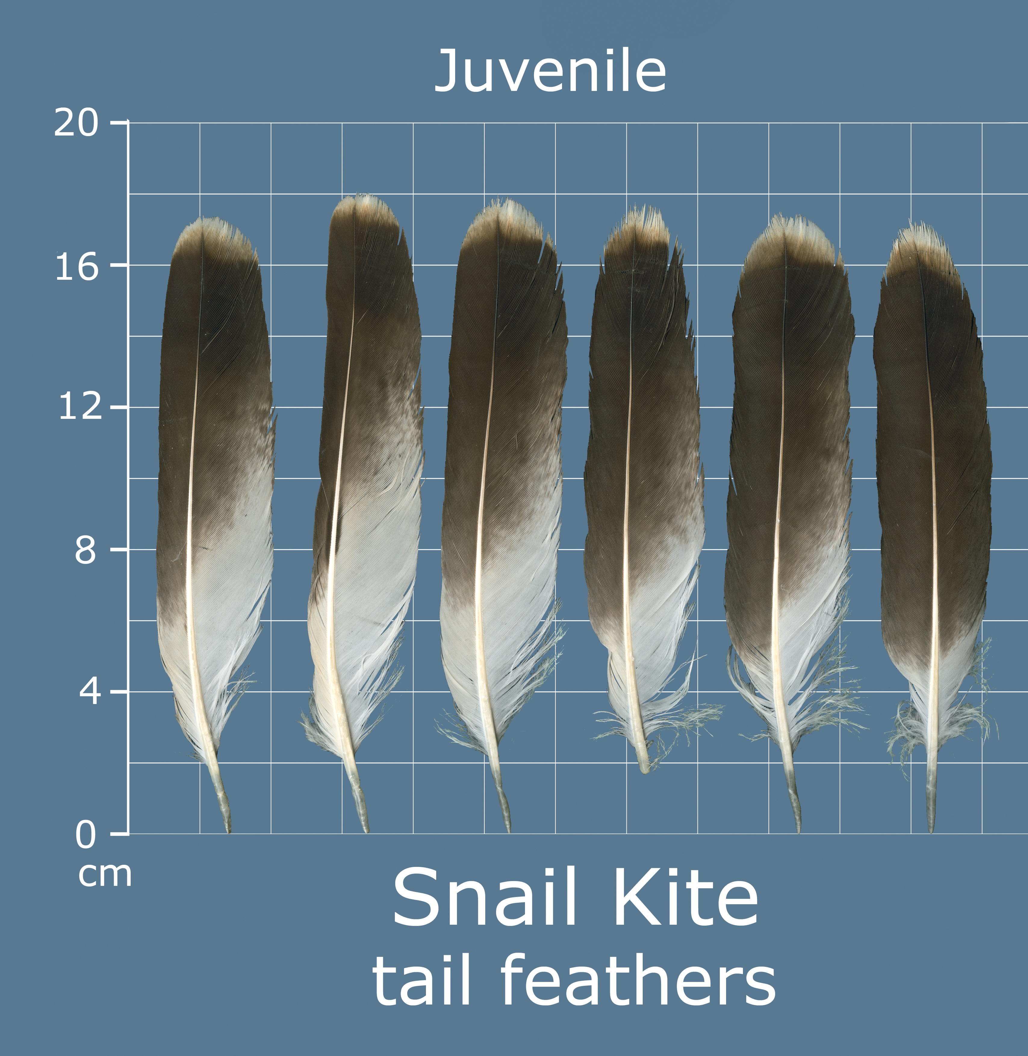 The Feather Atlas - Feather Identification and Scans - U.S. Fish and ...