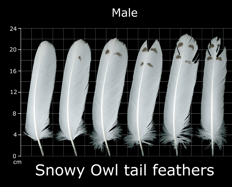The Feather Atlas - Feather Identification and Scans - U.S. Fish and ...