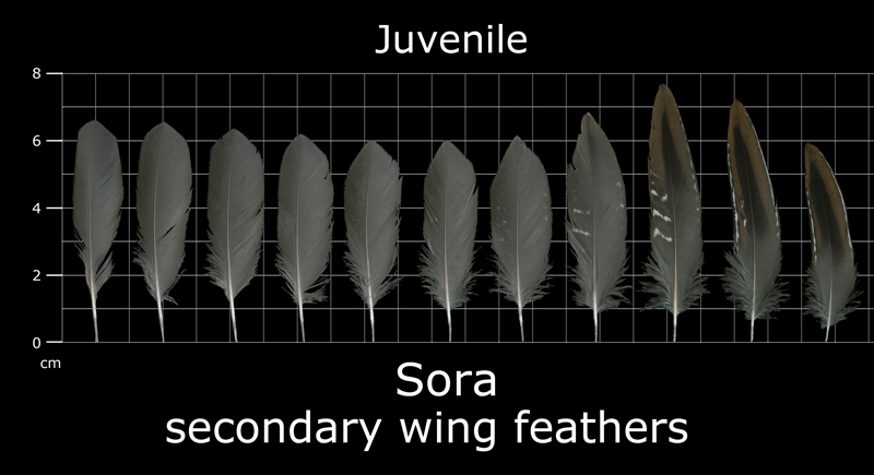 The Feather Atlas - Feather Identification and Scans - U.S. Fish and ...