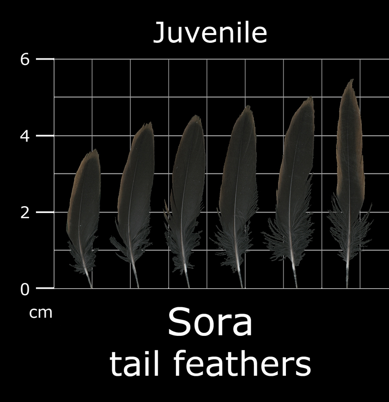 The Feather Atlas - Feather Identification and Scans - U.S. Fish and ...