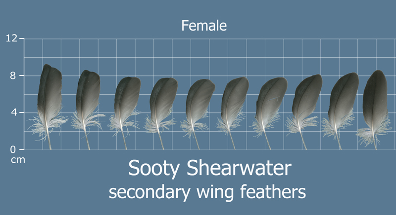 The Feather Atlas - Feather Identification and Scans - U.S. Fish and ...