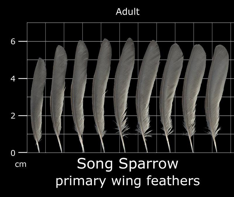 The Feather Atlas - Feather Identification and Scans - U.S. Fish and ...