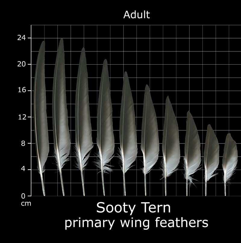 The Feather Atlas - Feather Identification and Scans - U.S. Fish and ...