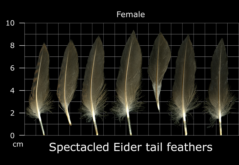 The Feather Atlas - Feather Identification and Scans - U.S. Fish and ...