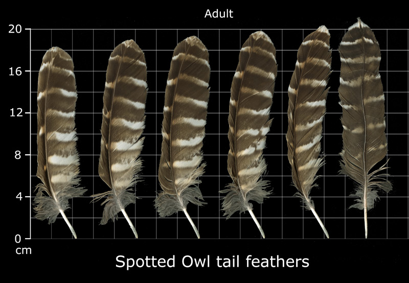 The Feather Atlas - Feather Identification and Scans - U.S. Fish and ...