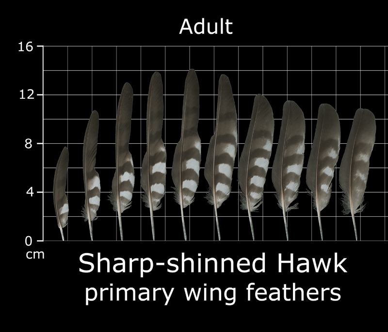 Sharp Shinned Hawk Feather