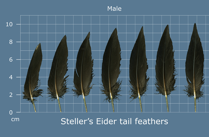 The Feather Atlas - Feather Identification and Scans - U.S. Fish and ...