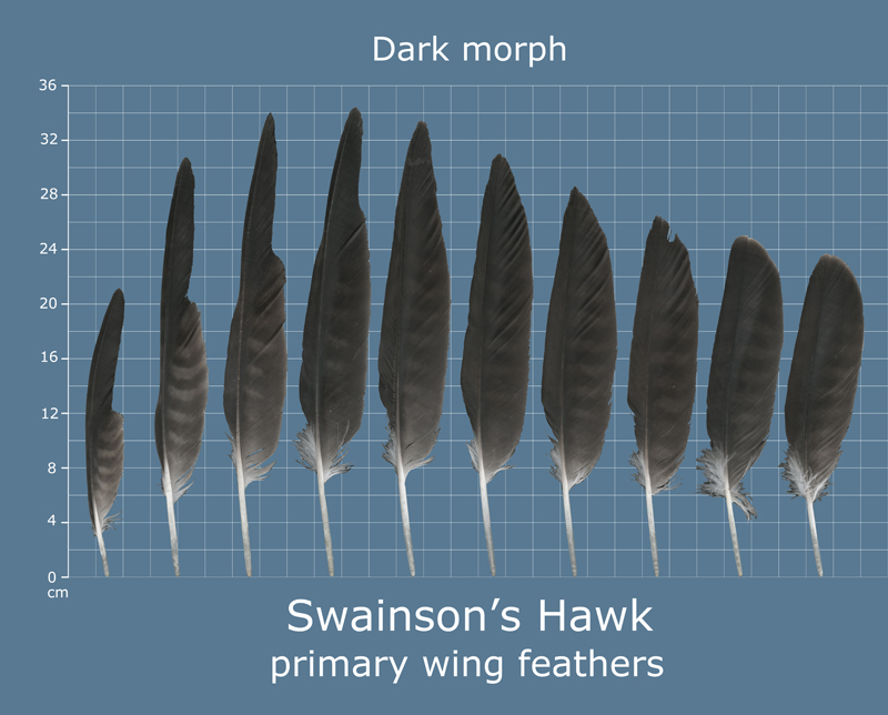 The Feather Atlas - Feather Identification and Scans - U.S. Fish and ...