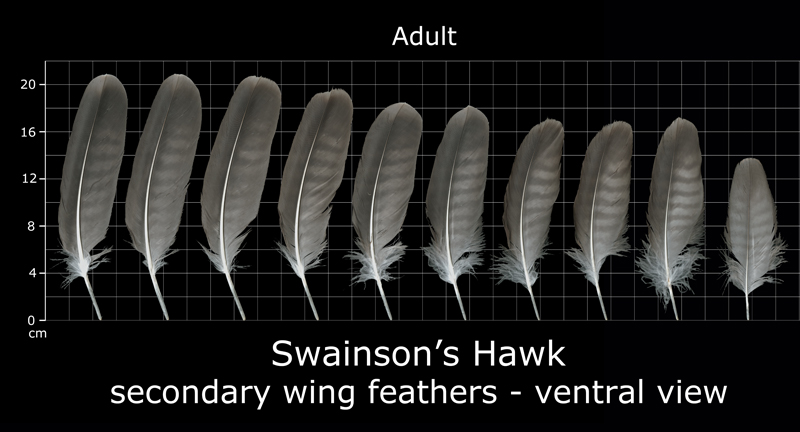 The Feather Atlas - Feather Identification and Scans - U.S. Fish and ...