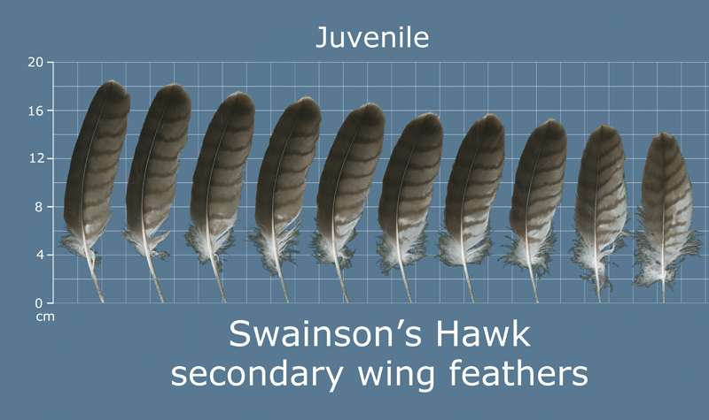 The Feather Atlas - Feather Identification and Scans - U.S. Fish and ...