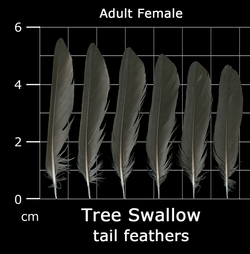 The Feather Atlas - Feather Identification and Scans - U.S. Fish and ...