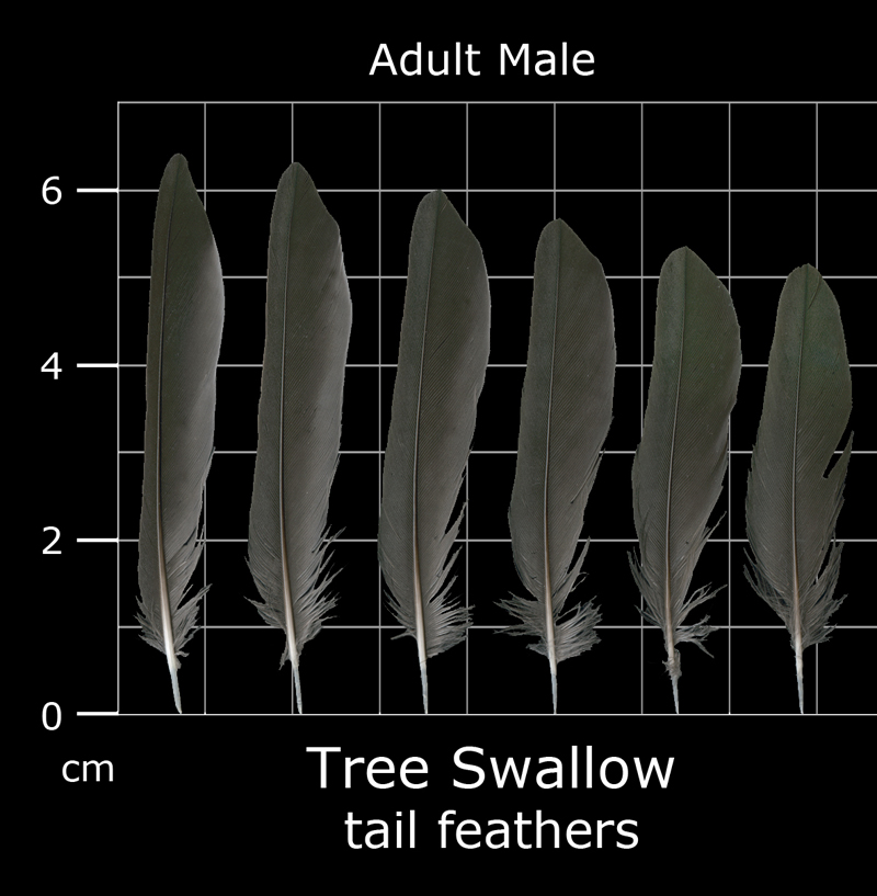 The Feather Atlas - Feather Identification and Scans - U.S. Fish and ...