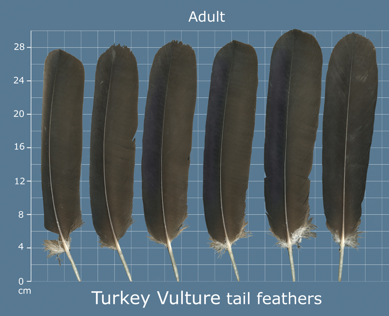 Turkey Feather Identification