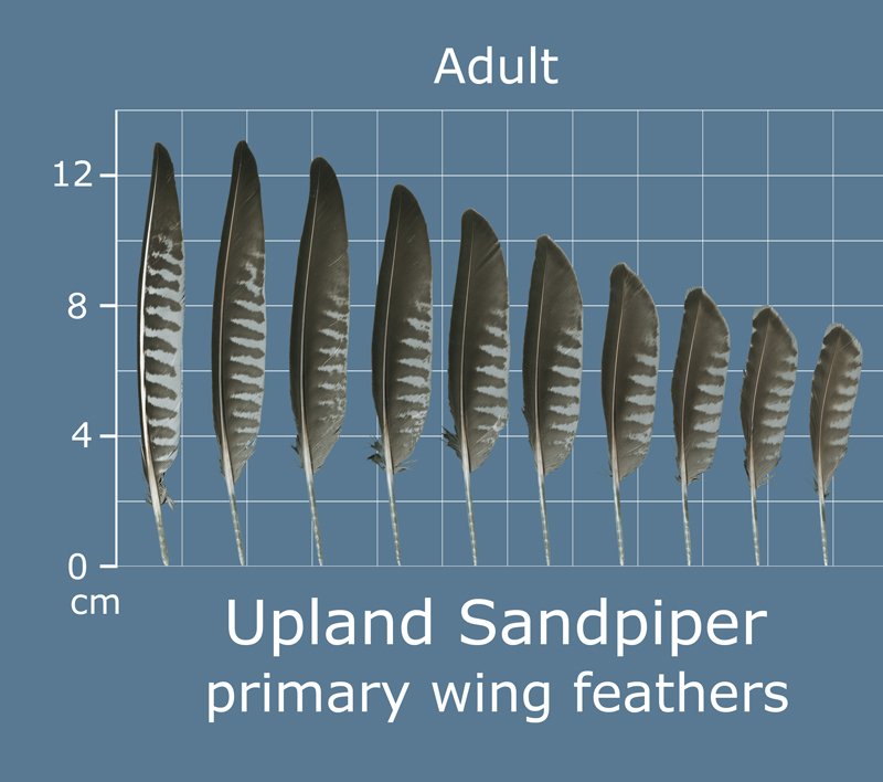 The Feather Atlas - Feather Identification and Scans - U.S. Fish and ...