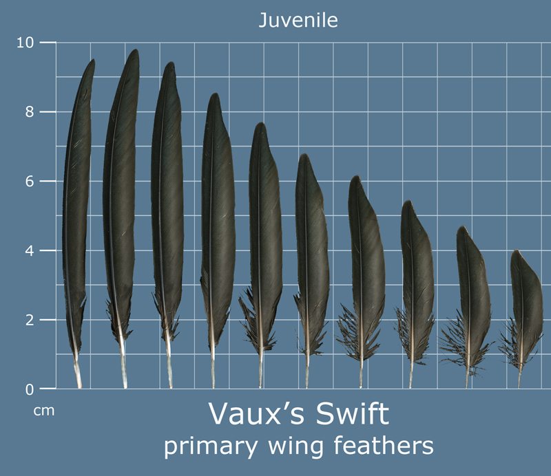 The Feather Atlas - Feather Identification and Scans - U.S. Fish and ...