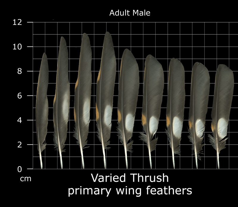 The Feather Atlas - Feather Identification and Scans - U.S. Fish and ...