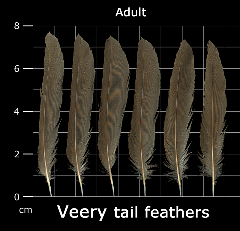 The Feather Atlas - Feather Identification and Scans - U.S. Fish and ...