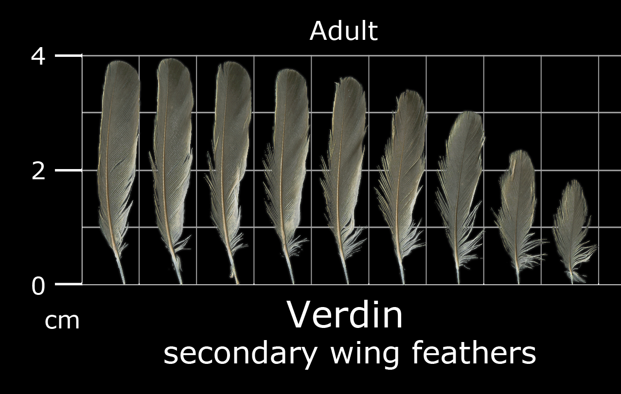 The Feather Atlas - Feather Identification and Scans - U.S. Fish and ...