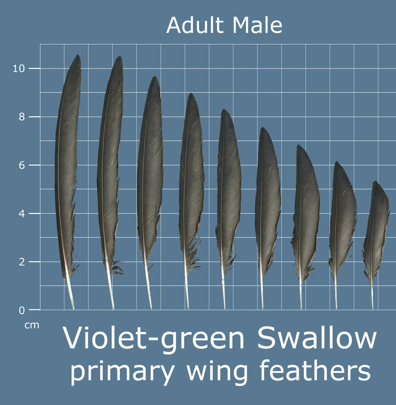 The Feather Atlas - Feather Identification and Scans - U.S. Fish and ...